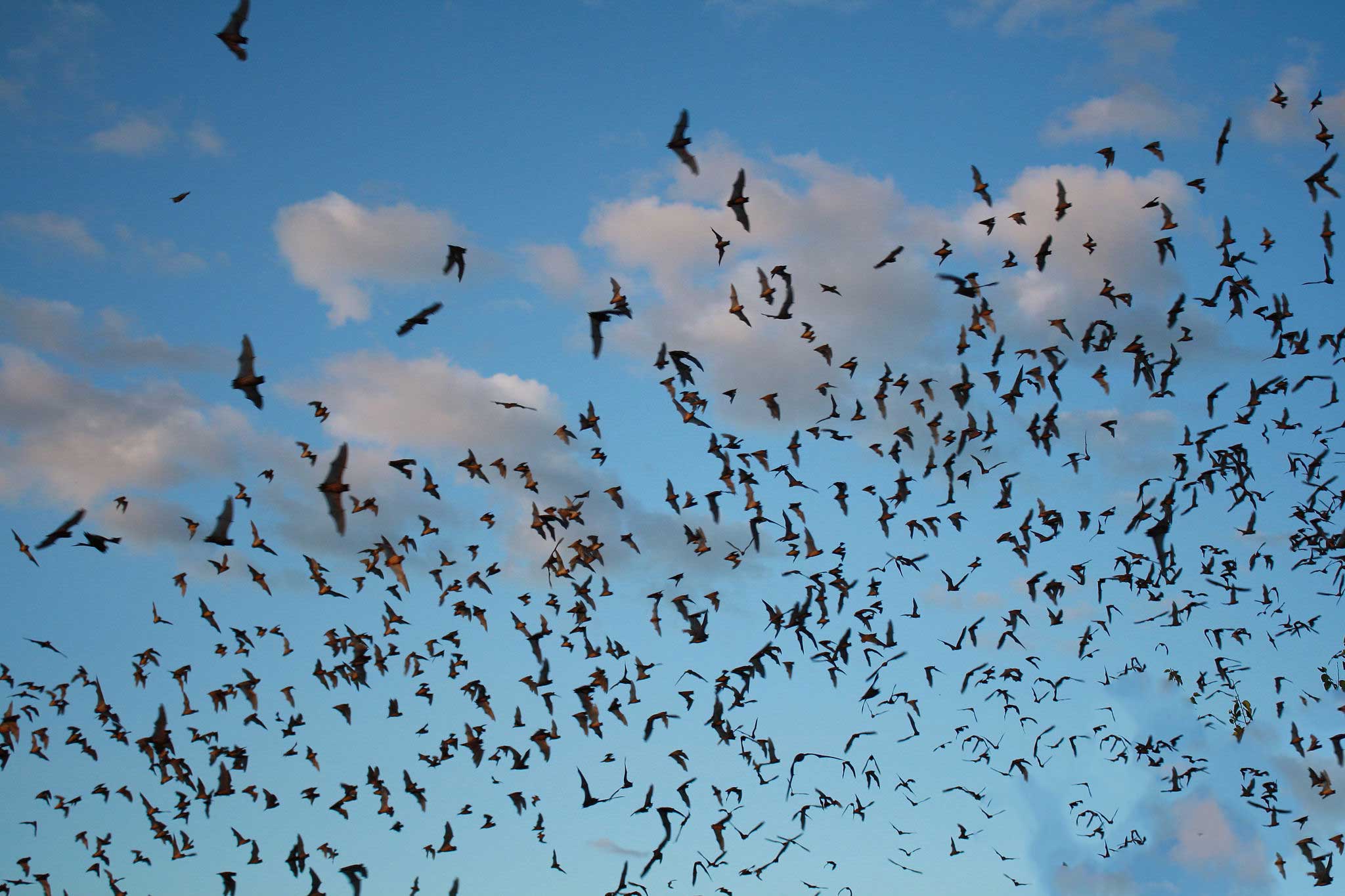 AZ Bat & Bird Solutions